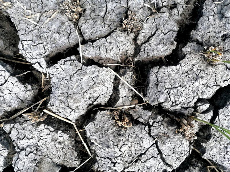 Cracked Dry Field Ground in the Dry Season Stock Photo - Image of ...