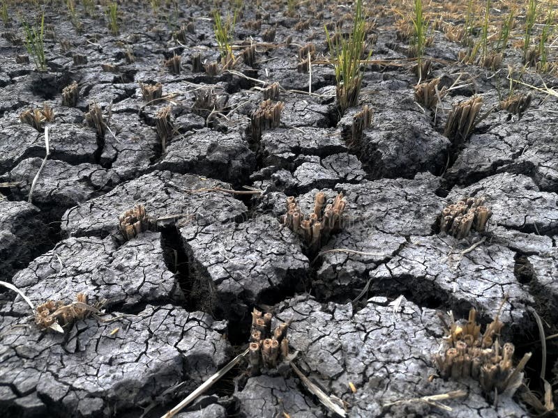 Cracked Dry Field Ground in the Dry Season Stock Photo - Image of ...