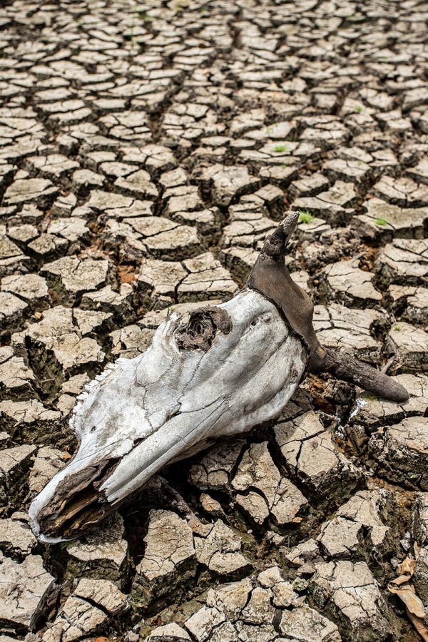 Cracked Dry Land without Wate Stock Image - Image of dirt, cracked ...
