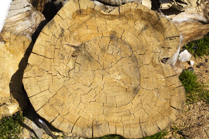 Cracked Dry Oak Texture Oak Stump Background Stock Image - Image of ...