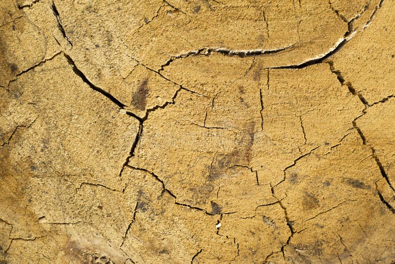 Cracked Dry Oak Texture Oak Stump Background Stock Photo - Image of ...