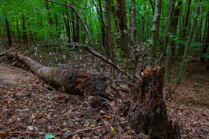 Cracked and Fallen Dead Tree in the Forest. Biodiversity Concept Stock ...