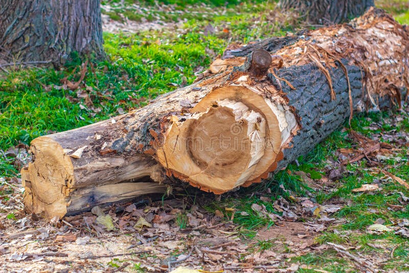 Cracked, Fallen Tree Isolated on Grassy Ground Stock Photo - Image of ...