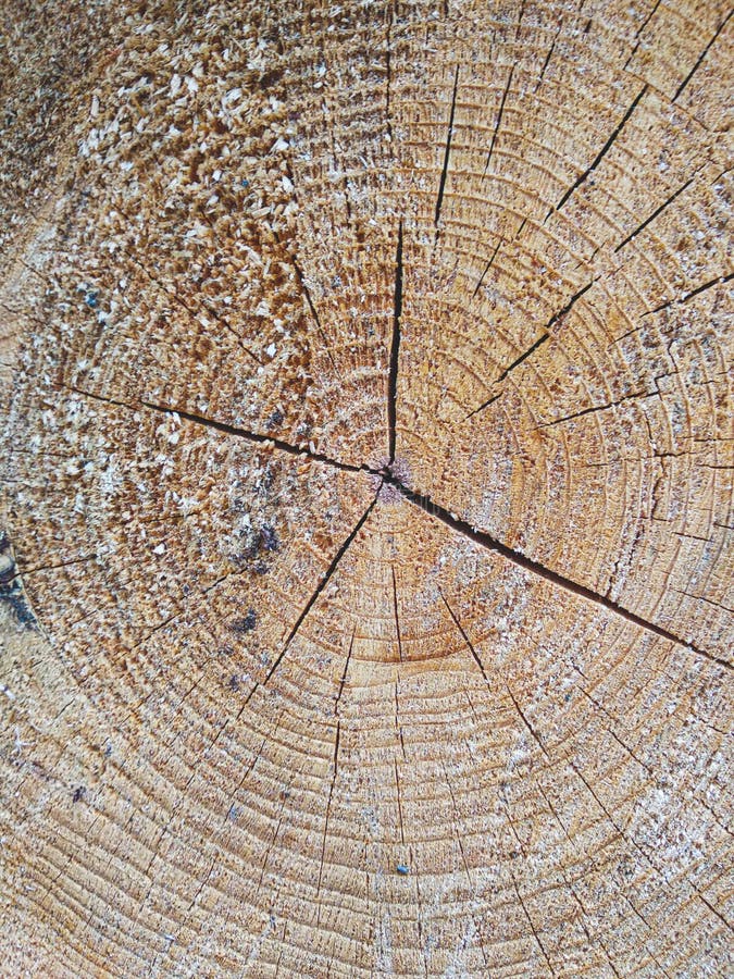 238 Transverse Section Tree Trunk Stock Photos - Free & Royalty-Free ...