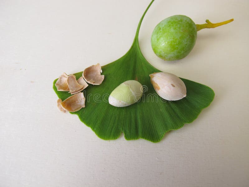 Ginkgo Seeds with Seed Shell Stock Photo - Image of seed, maidenhair ...