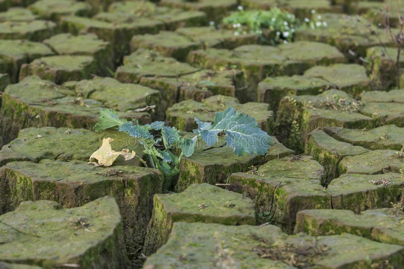 The Cracked Ground of a Discharged Dam and Grass Growing between the ...