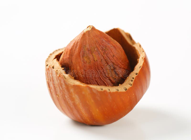 Hazelnut Cracked Open with Nut Cracker Stock Image - Image of seasonal ... Hazelnut Cracked Open with Nut Cracker Stock Image - Image of seasonal ...