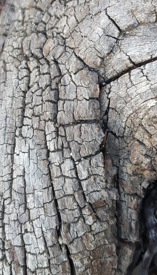Cracked log stock photo. Image of grey, cracked, texture - 108398982
