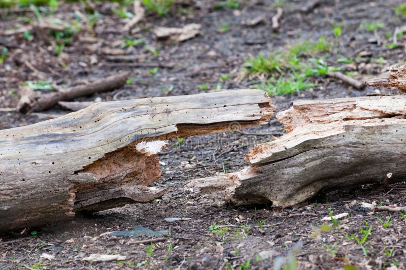 Cracked log stock image. Image of broken, snap, crack - 67095277