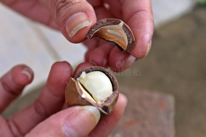 Cracked Macadamia Nut Shells As Road Pavement Material Stock Image ...