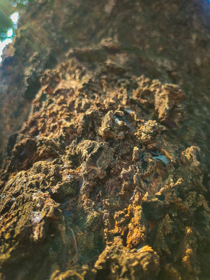 Cracked Mango Tree Bark Due To Continuous Exposure To Sunlight Stock ...