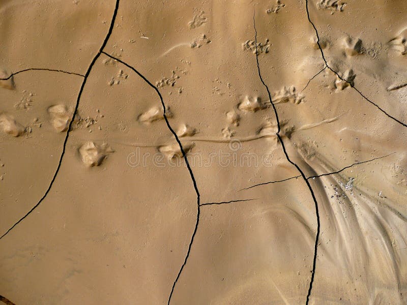 Cracked Mud with Prints stock image. Image of dried, lumpy - 21655753