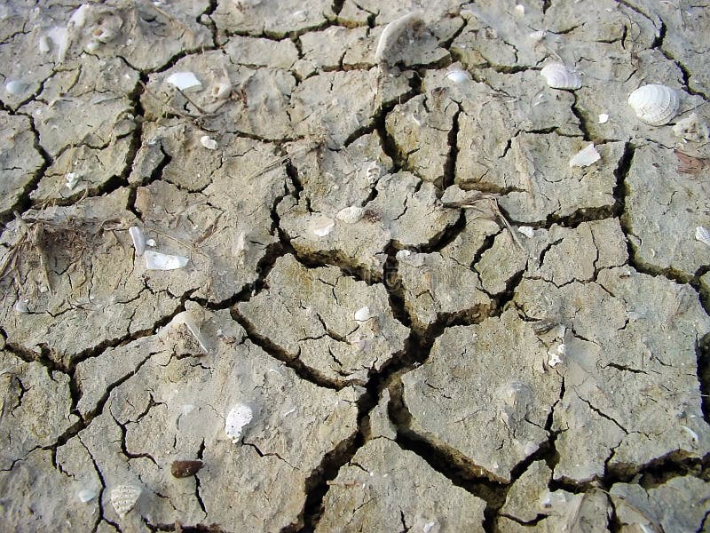 Cracked Mud with Shells stock image. Image of barren, bare - 86611