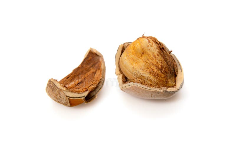 Cracked nut stock image. Image of fall, ingredient, hazelnut - 38342235