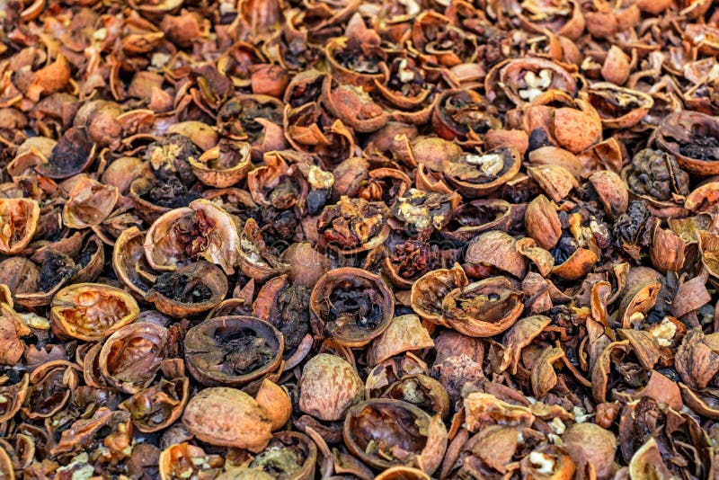 180 Rotten Nuts Photos - Free & Royalty-Free Stock Photos from Dreamstime