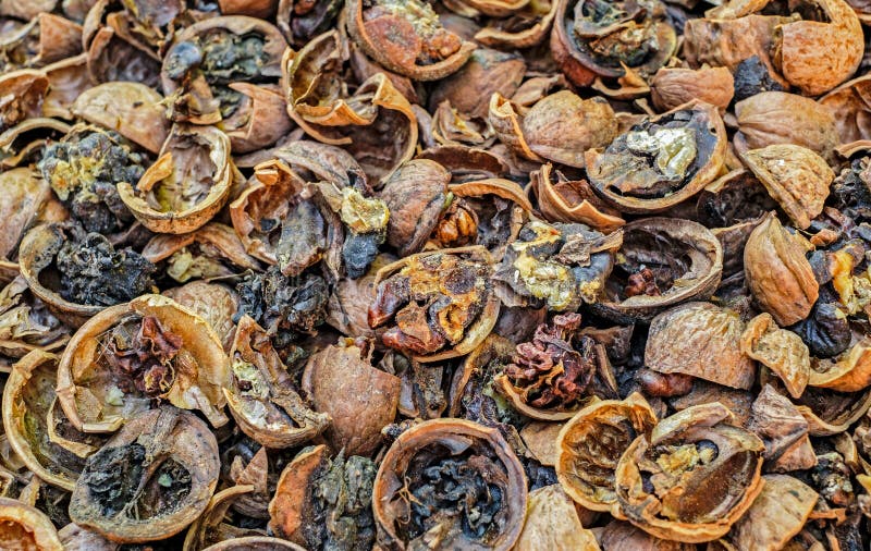 226 Moldy Nuts Photos - Free & Royalty-Free Stock Photos from Dreamstime