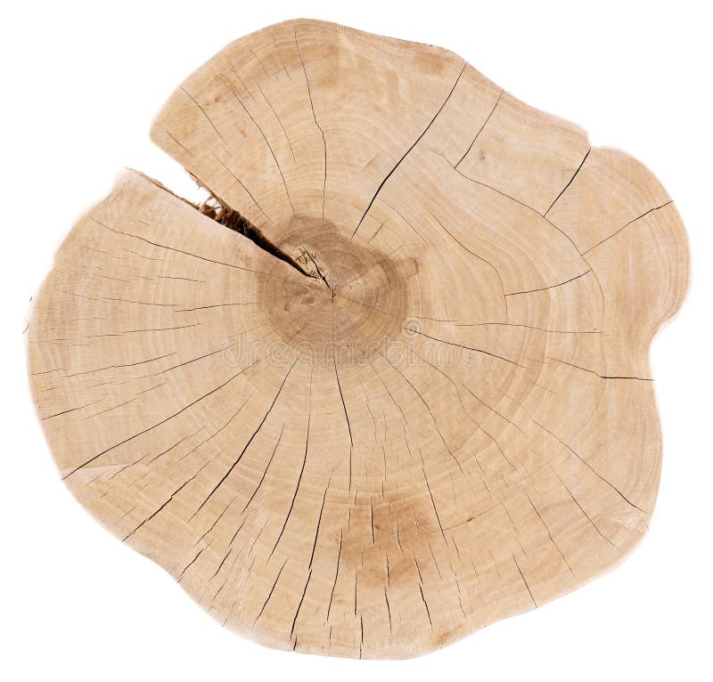 Oak Tree Slice. Round Wood Slab with Annual Rings and Cracks Iso Stock ...