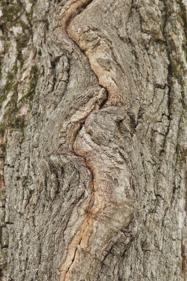 Cracked Oak Tree stock photo. Image of bark, scar, bicolor - 50676932