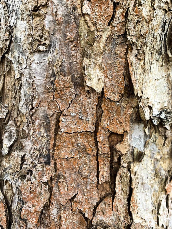 Cracked Old Bark on Tree Trunk Stock Image - Image of grunge, fungus ...