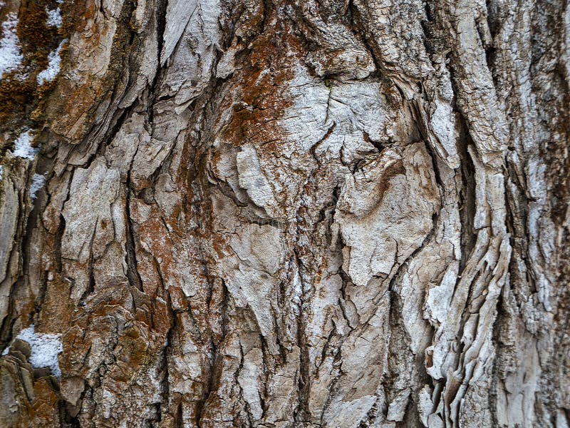 Cracked Old Bark on a Tree Trunk. Abstract Natural Texture of ...