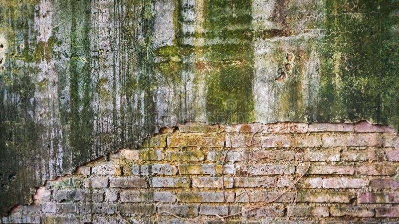 Cracked Old Brick and Concrete Wall Covered with Moss and Tree T Stock ...