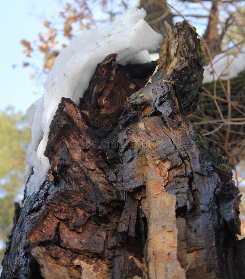 Cracked Oak Tree stock photo. Image of bark, scar, bicolor - 50676932