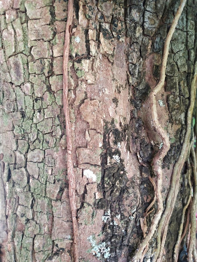 Cracked Starfruit Tree Bark with Tendrils Stock Photo - Image of green ...
