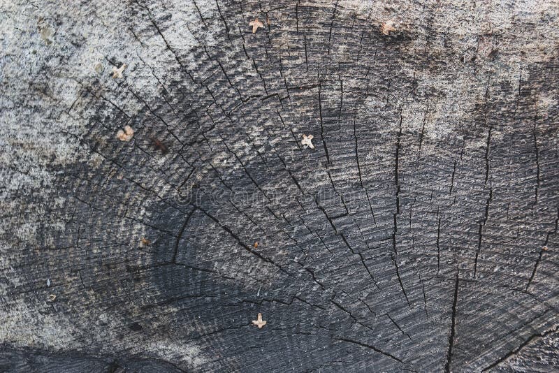 Cracked Old Stump with a Beautiful Texture. Stock Photo - Image of aged ...