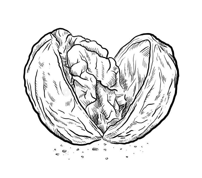 Walnut Shell Clipart Pened Walnut Shell On Image & Photo (Free Trial)