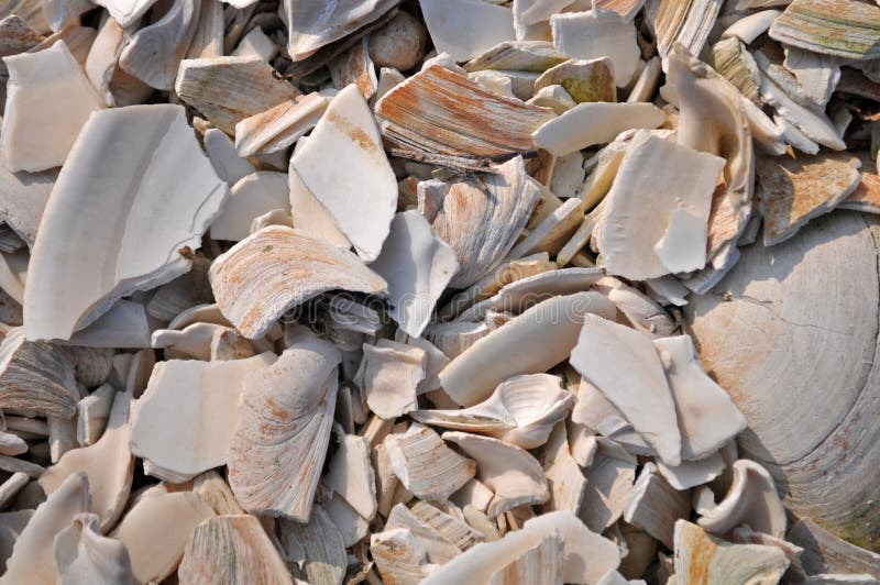 Cracked oyster shells. stock image. Image of fresh, fish - 332621501