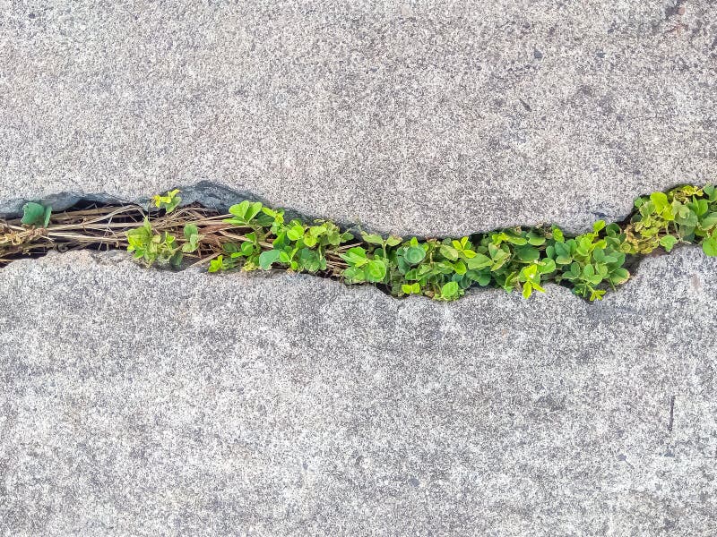 The Old Cracked Path is Covered with Grass in Places. Stock Photo ...