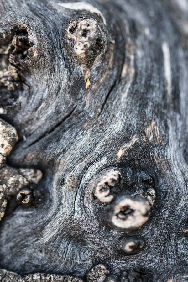 Knot in the bark of a tree stock photo. Image of eastern - 111933916