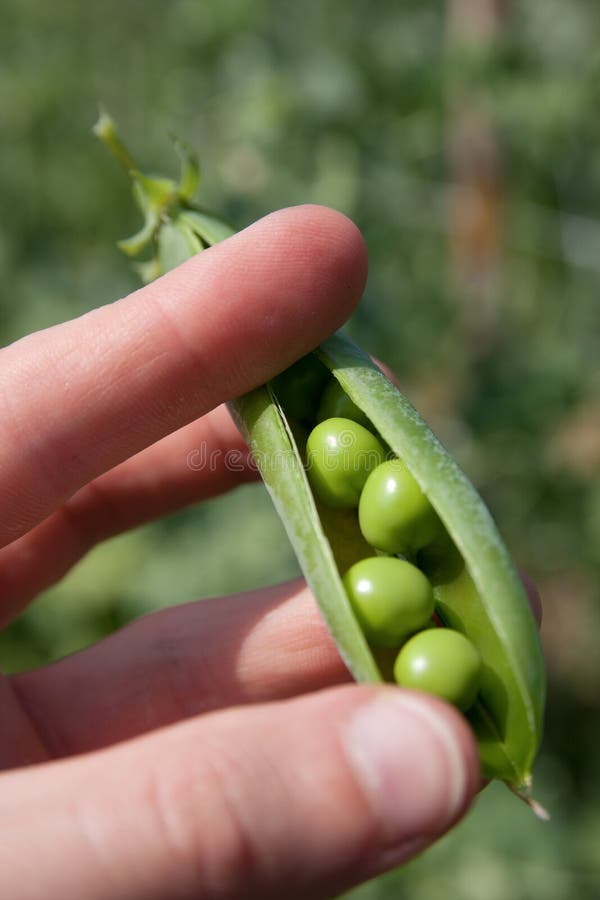 Cracked Pea Pod stock image. Image of harvesting, crack - 53966541