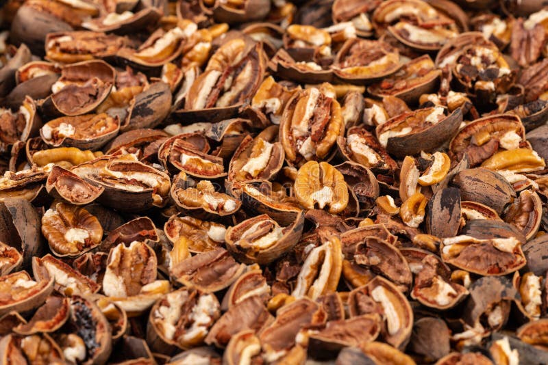 Nutshell background stock image. Image of wallpaper, frame - 35129743
