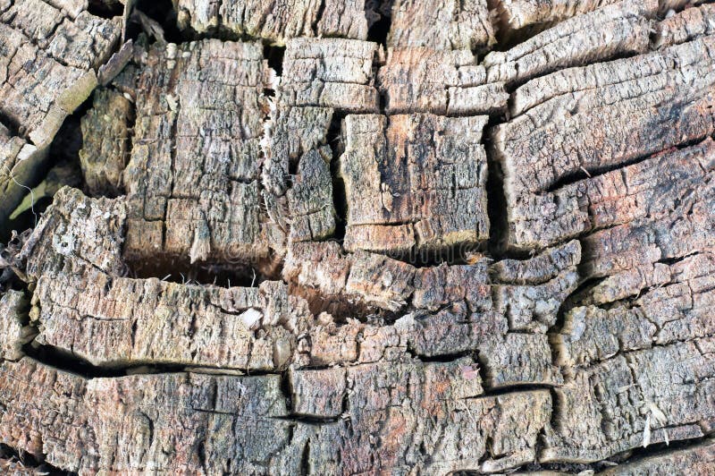 Cracked Pine-tree Trunk in Cross Section Stock Photo - Image of rough ...