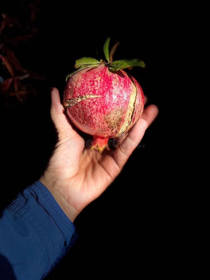 Cracked Pomegranate with Green Leaves in Hand Against a Black ...