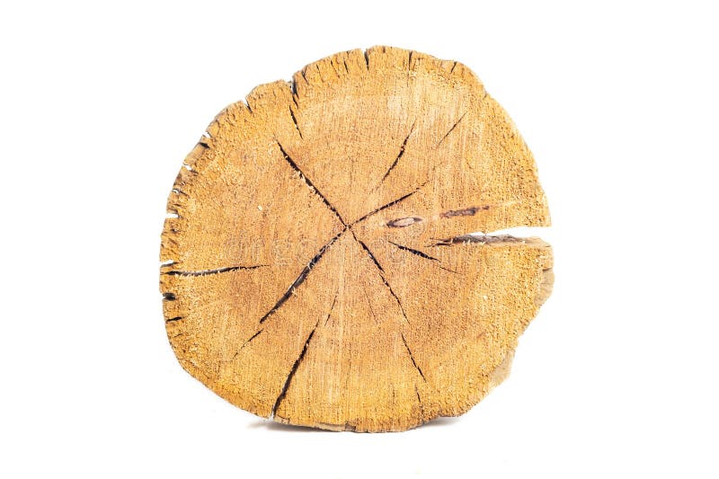 Cracked Ring of a Wooden Log. Close-up on a White Background Stock ...