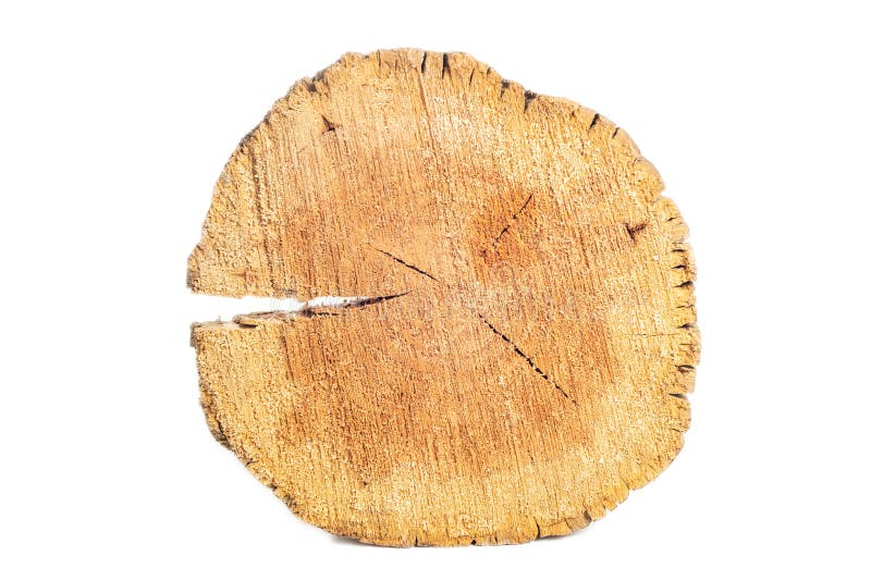 Cracked Ring of a Wooden Log. Close-up on a White Background Stock ...