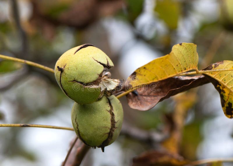 Cracked Ripe Walnut on the Tree. Autumn Harvest of Walnuts Stock Image ...