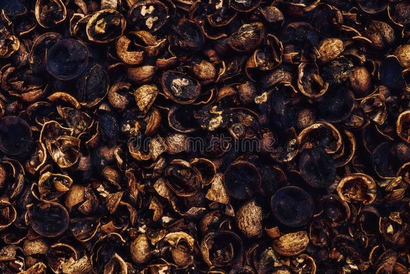 Cracked Rotten Nuts Infected with Mold Stock Photo - Image of ...