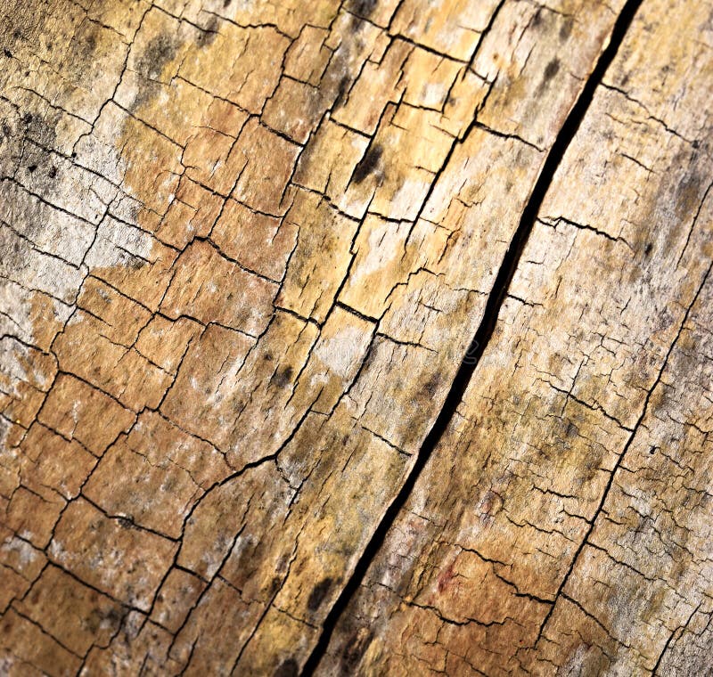 Cracked rotten wood stock photo. Image of forest, abstract - 54813798