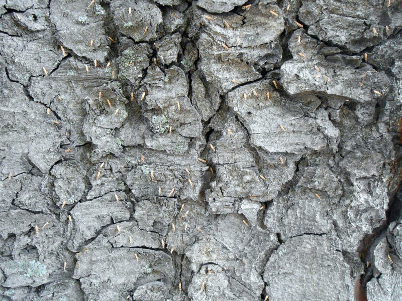 Cracked Scaly Texture of Bark. Stock Image - Image of bark, flora ...