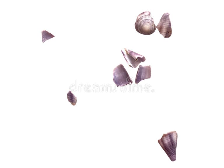 Cracked Shell, Broken Shell, Sea Shell. Stock Illustration ...