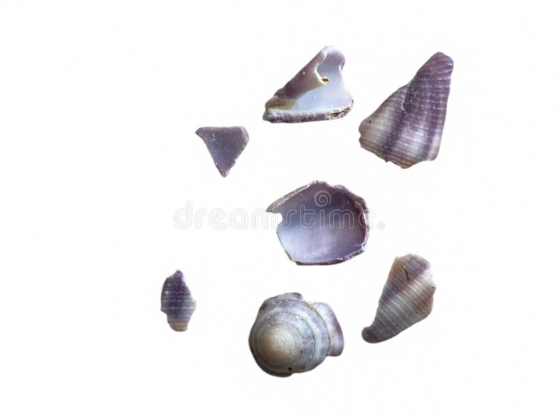 Cracked Shell, Broken Shell, Sea Shell. Stock Photo - Image of bead ...