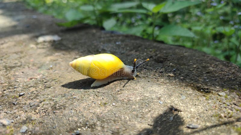 Cracked Shell Full of Colors Amazing Stock Photo - Image of amazing ...