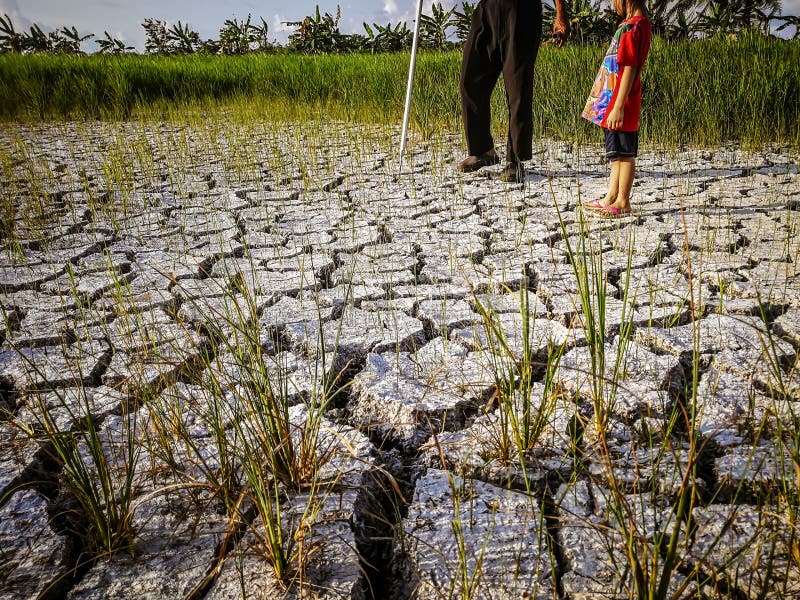 Dried Paddy Crop Laying in Agricultural Field. Stock Image - Image of ...