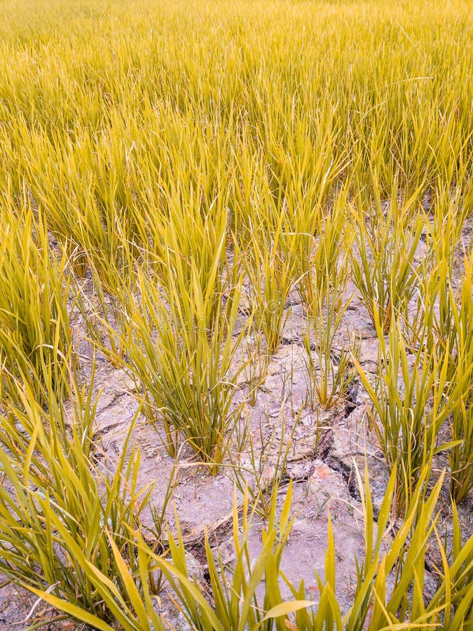 467 Dried Paddy Field Rice Stock Photos - Free & Royalty-Free Stock ...