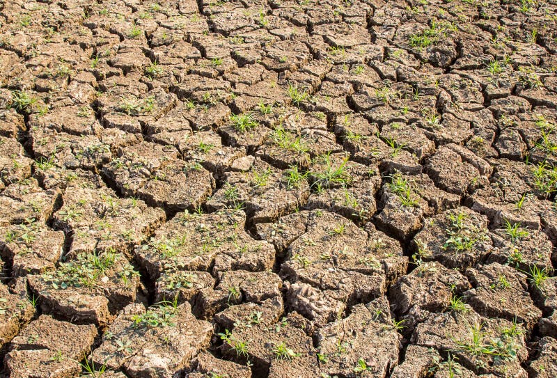 Soil, Drought, Tree, Geology Picture. Image: 136625166