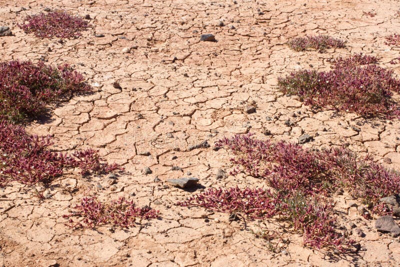 Cracked Soil with Pink Plant. Dry Desert Stock Image - Image of drought ...