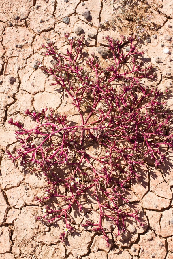 Cracked Soil with Pink Plant. Dry Desert Stock Photo - Image of nature ...